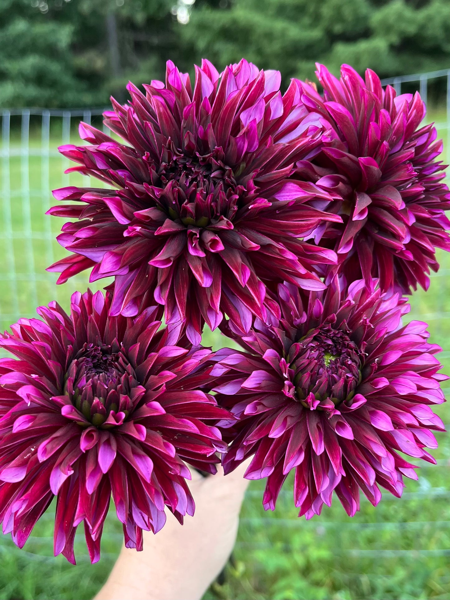 RNX Proud – Little Bug Gardens