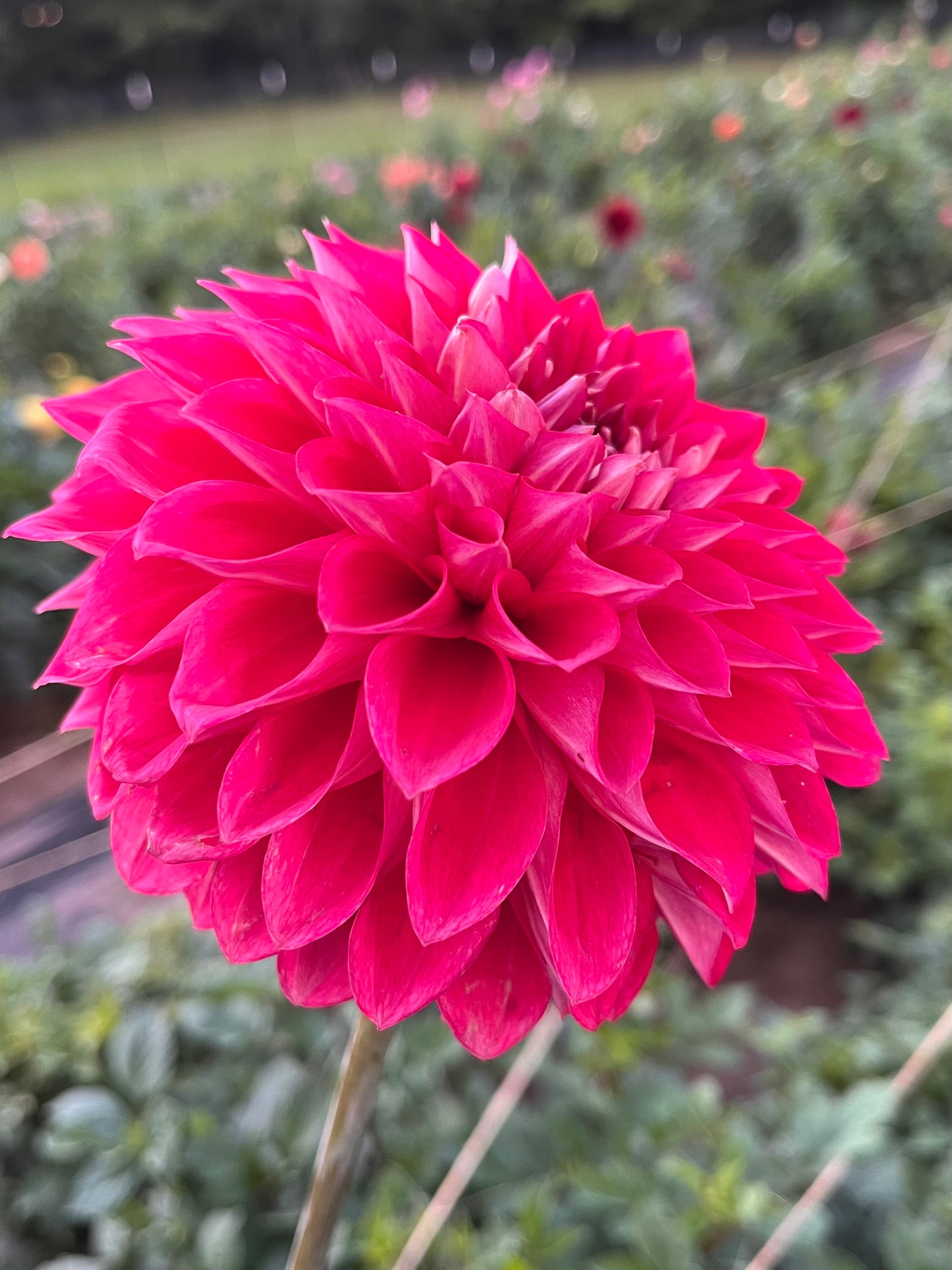 River’s Jaiden – Little Bug Gardens