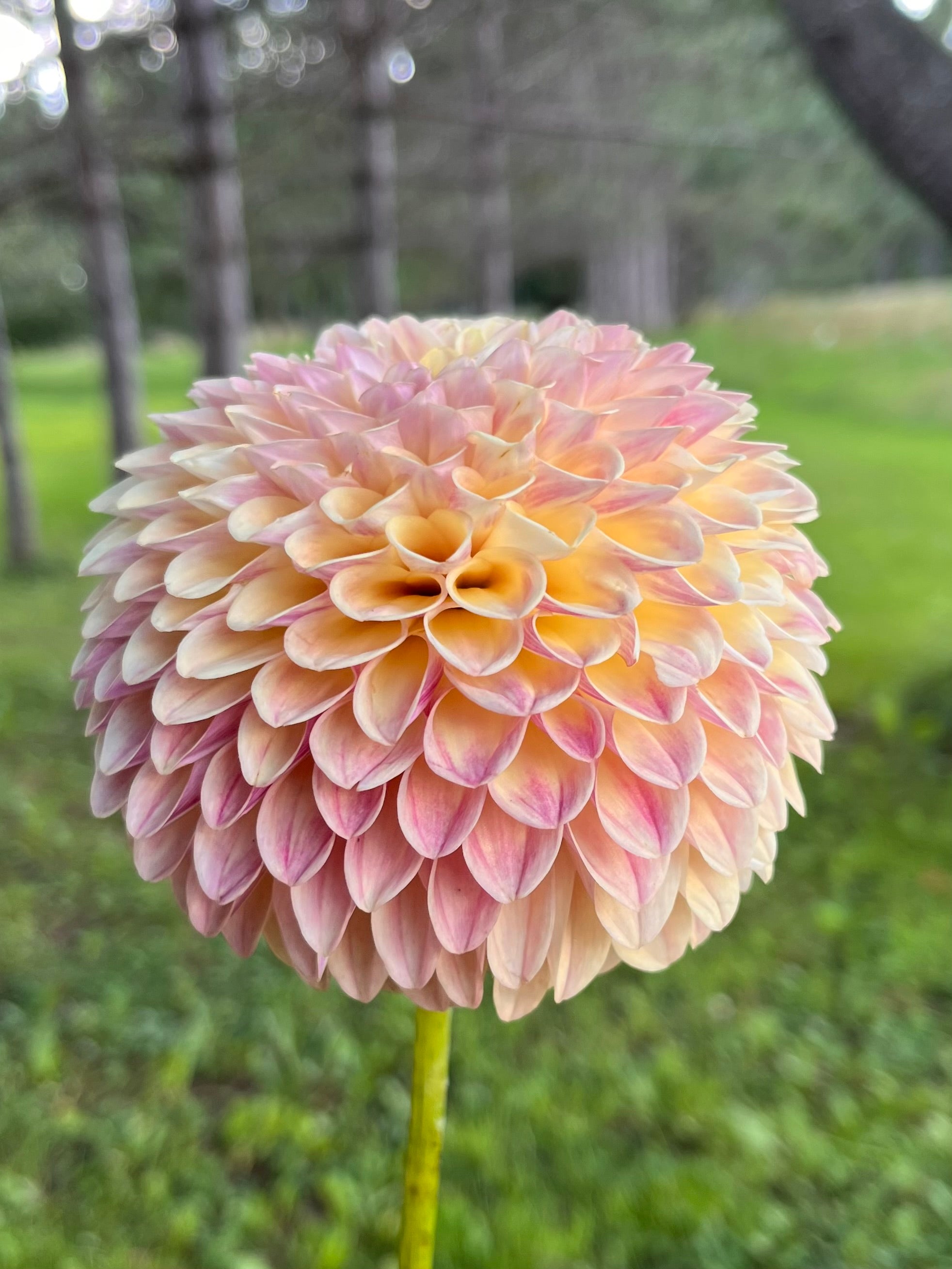 Barbarry Jester – Little Bug Gardens