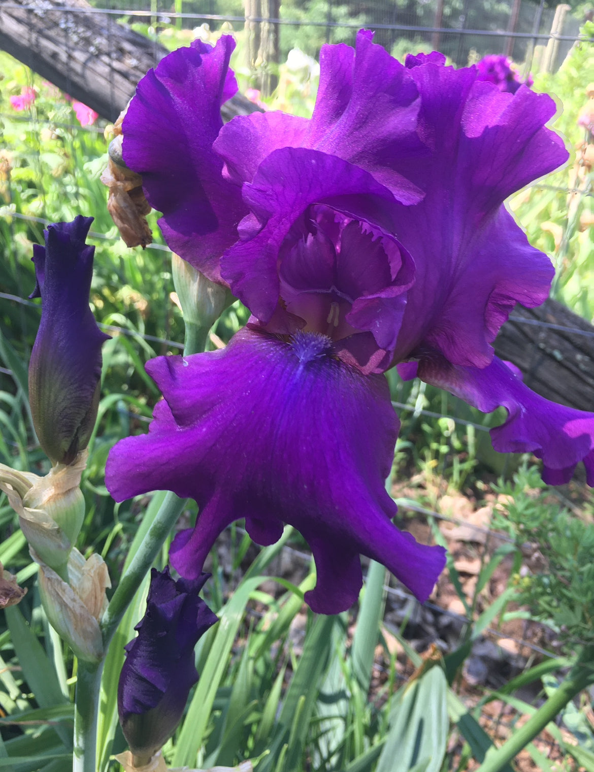 Tall Bearded Iris Rhizomes – Little Bug Gardens