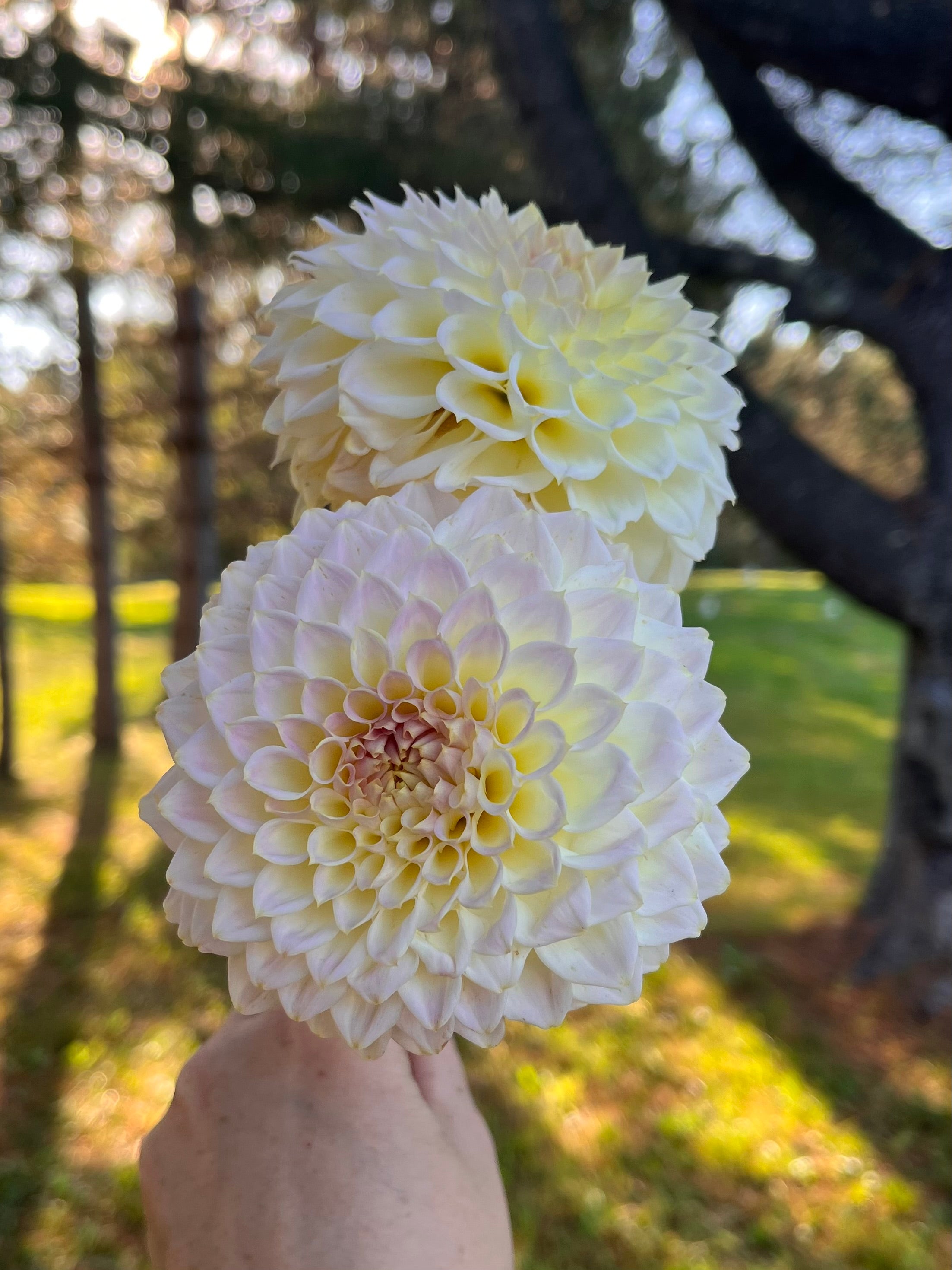 Cream Diane – Little Bug Gardens
