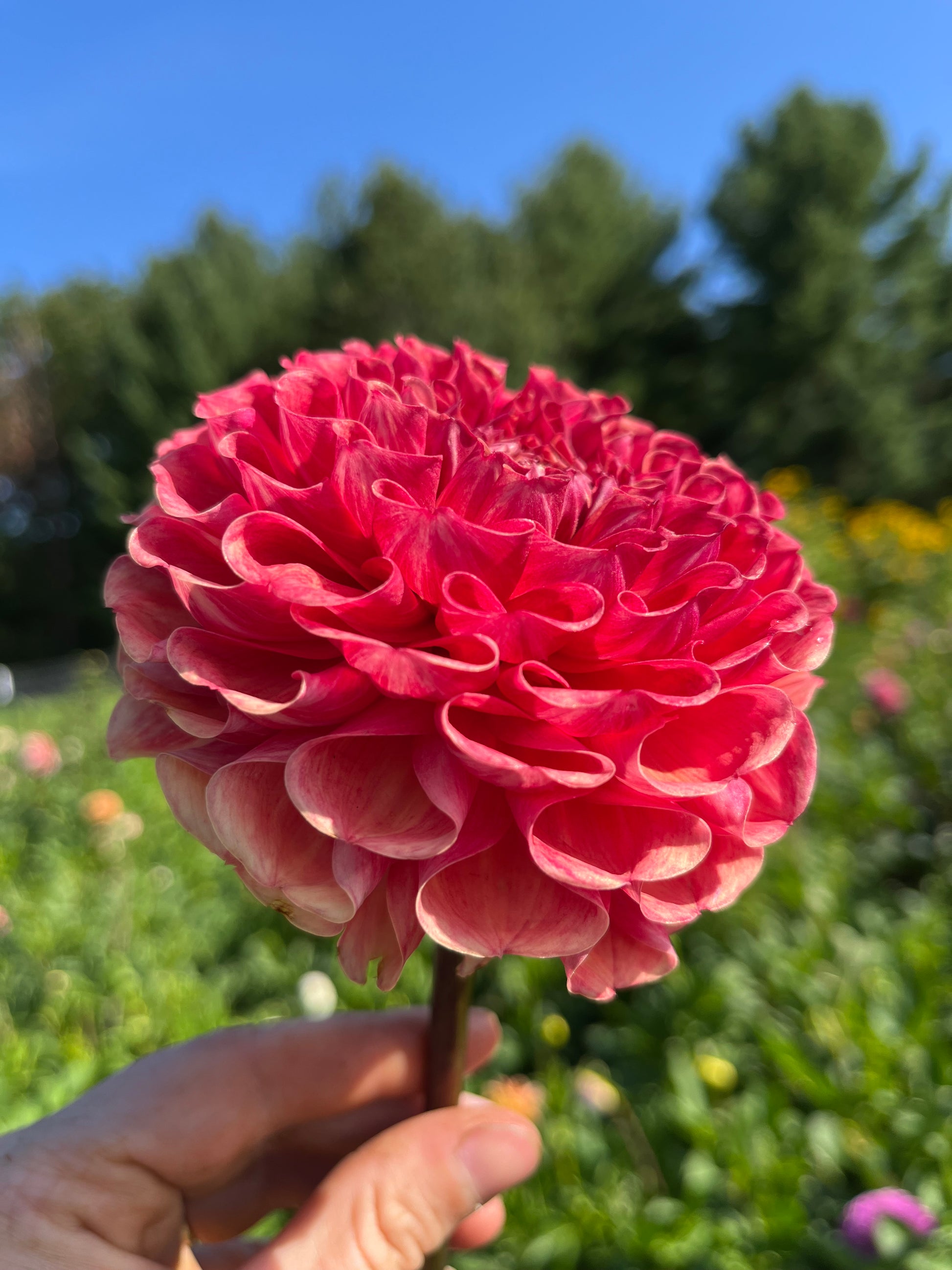 Burfoot Pasta – Little Bug Gardens