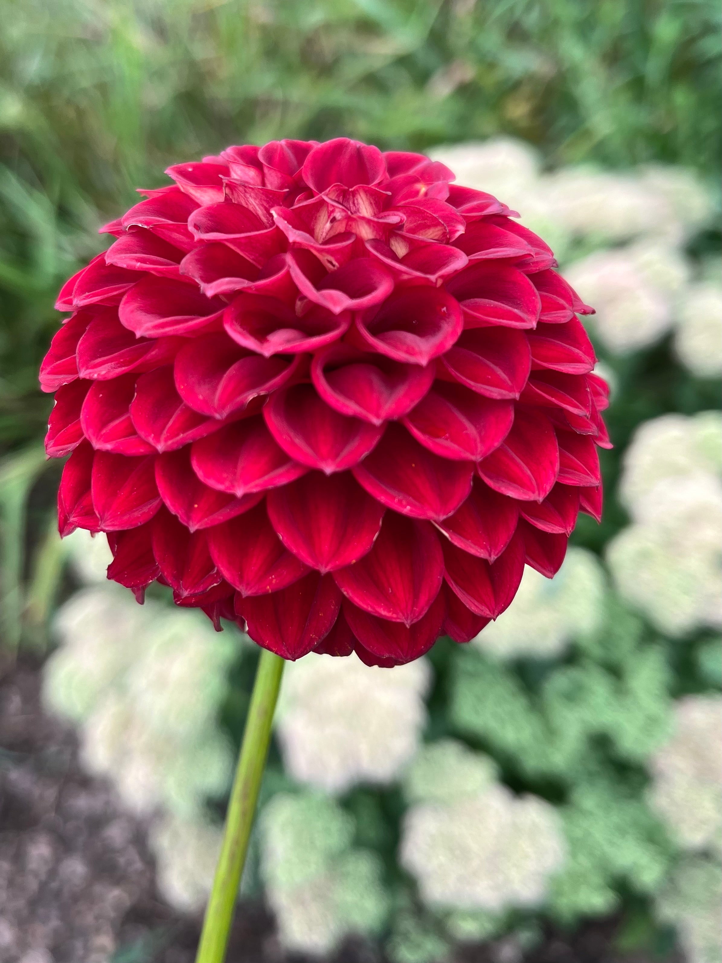 Crazy 4 Ieashia – Little Bug Gardens