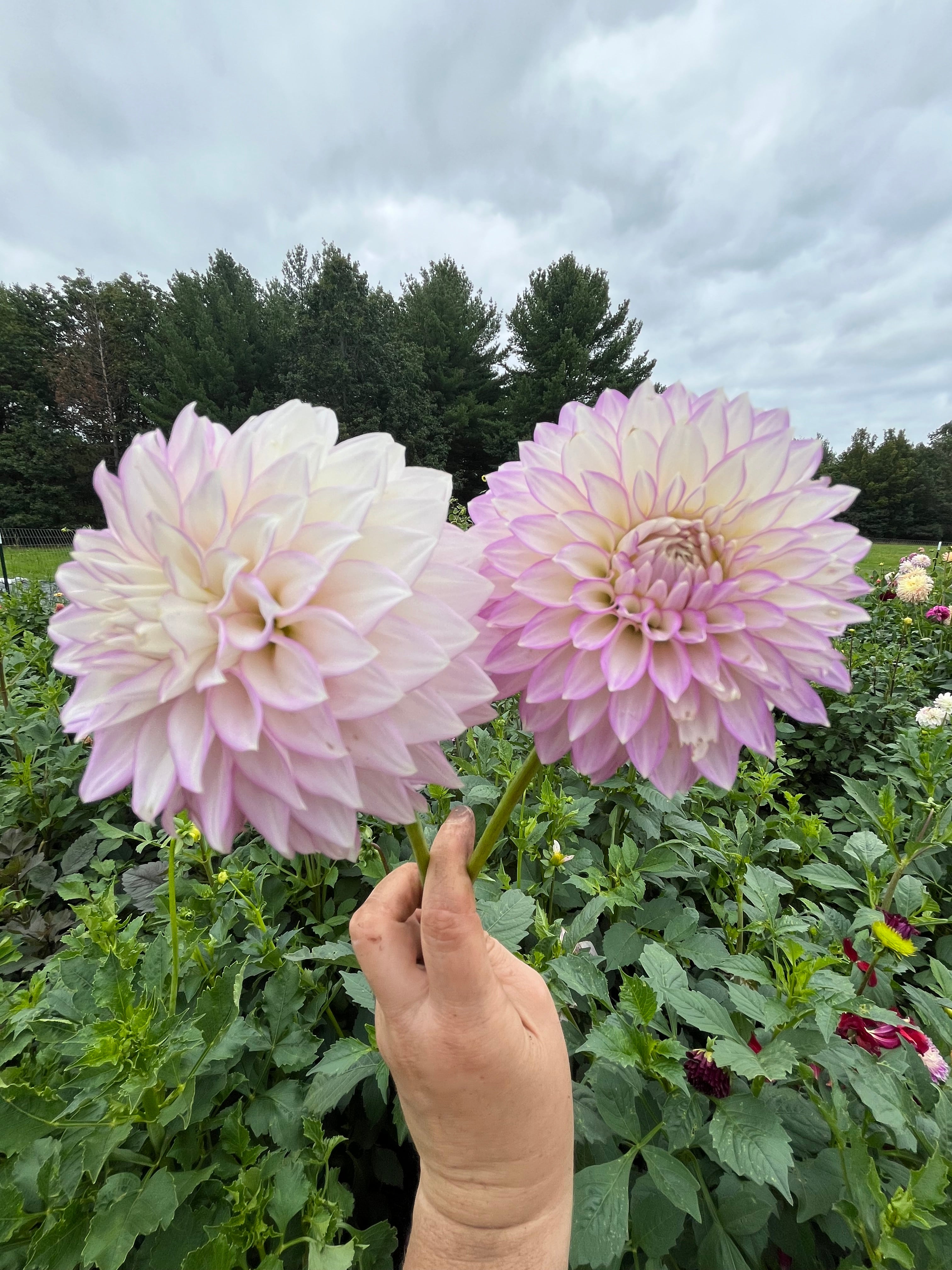 Clearview David – Little Bug Gardens