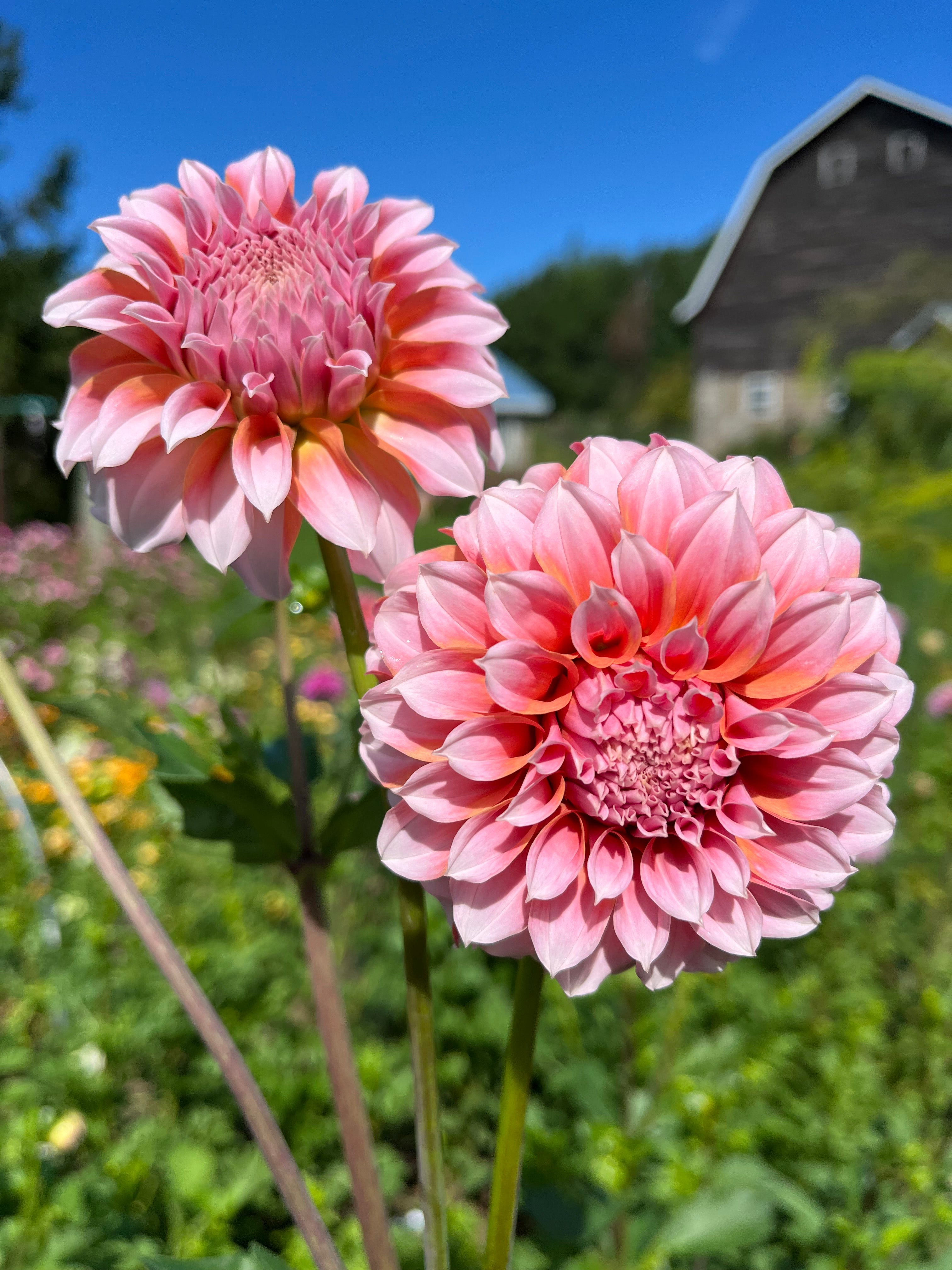 Peaches-N-Cream – Little Bug Gardens