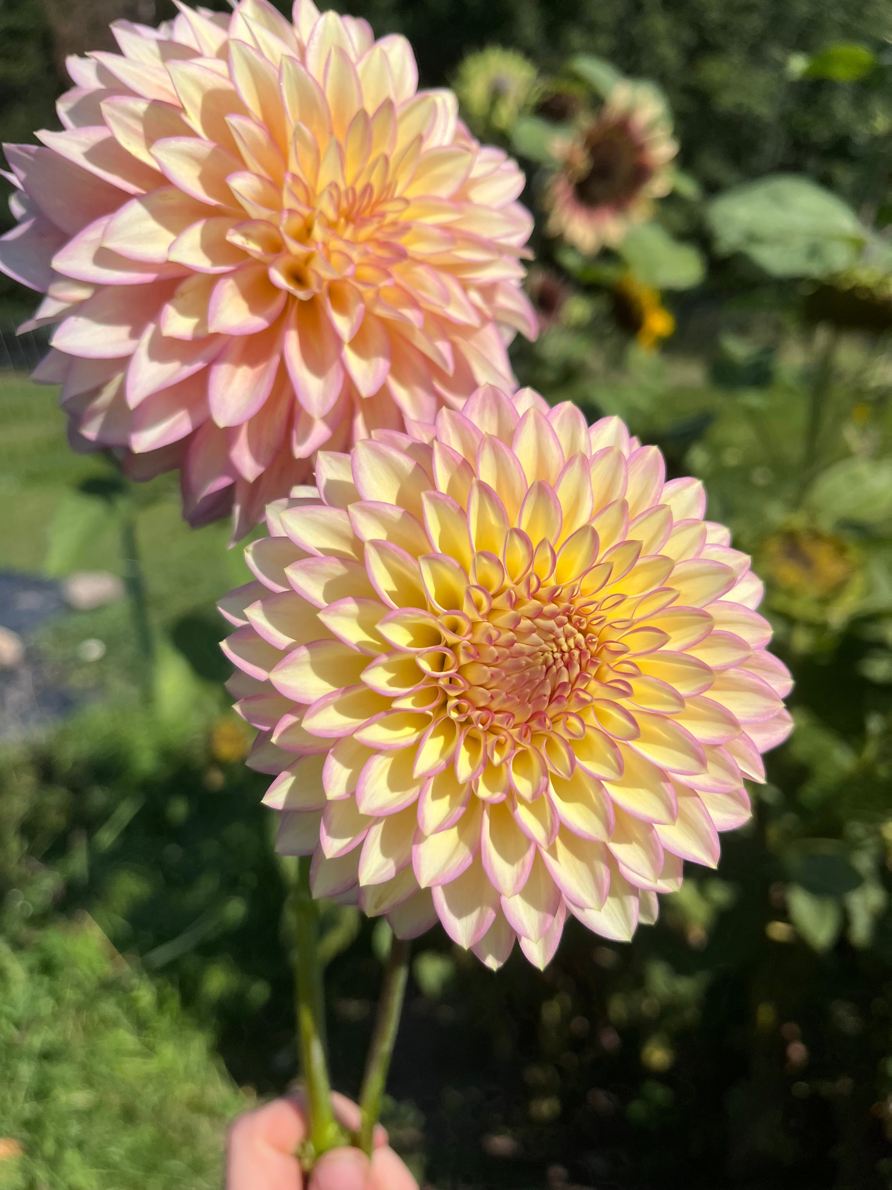 Bloomquist Blush – Little Bug Gardens