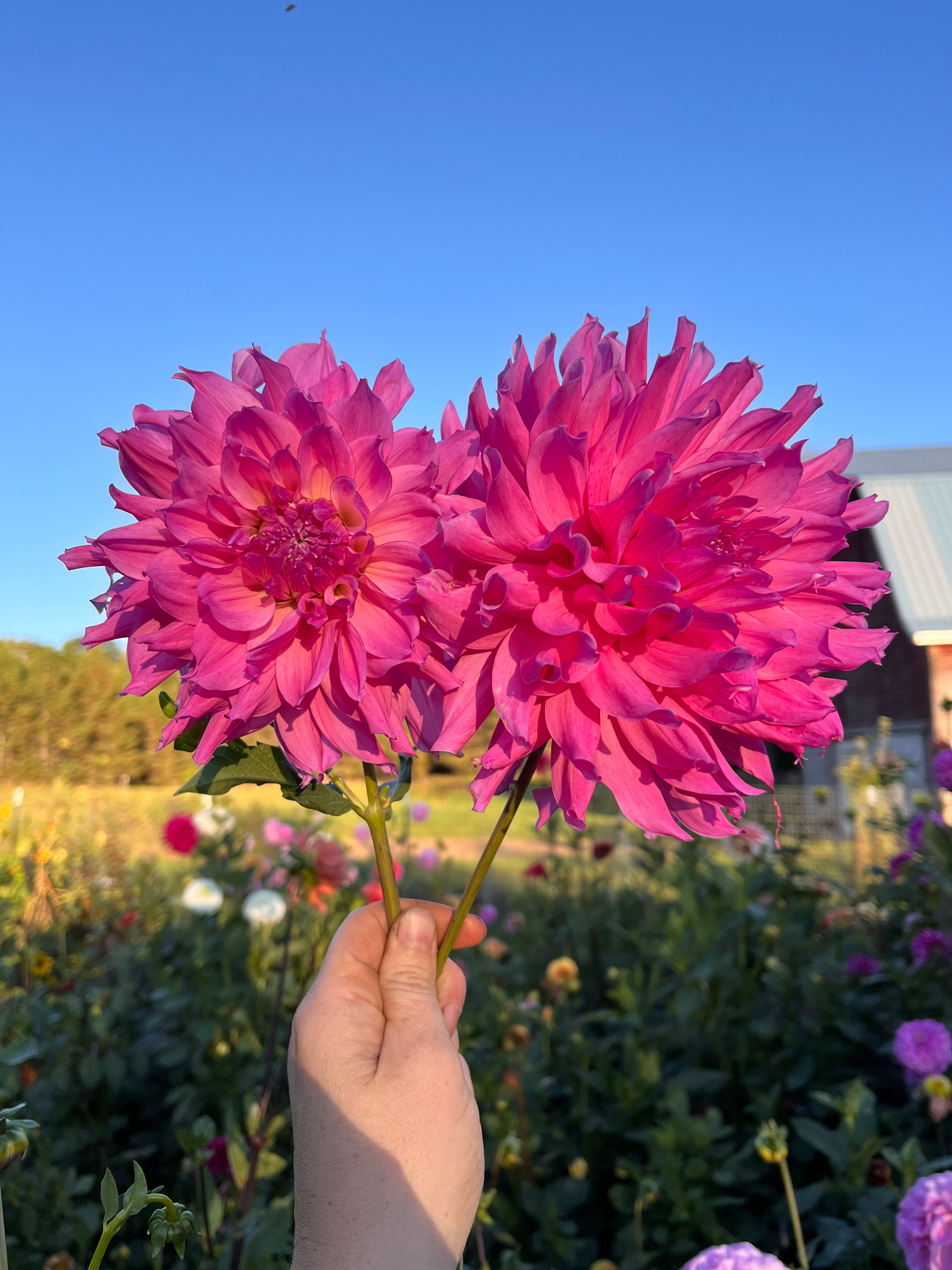 Elsie Huston – Little Bug Gardens