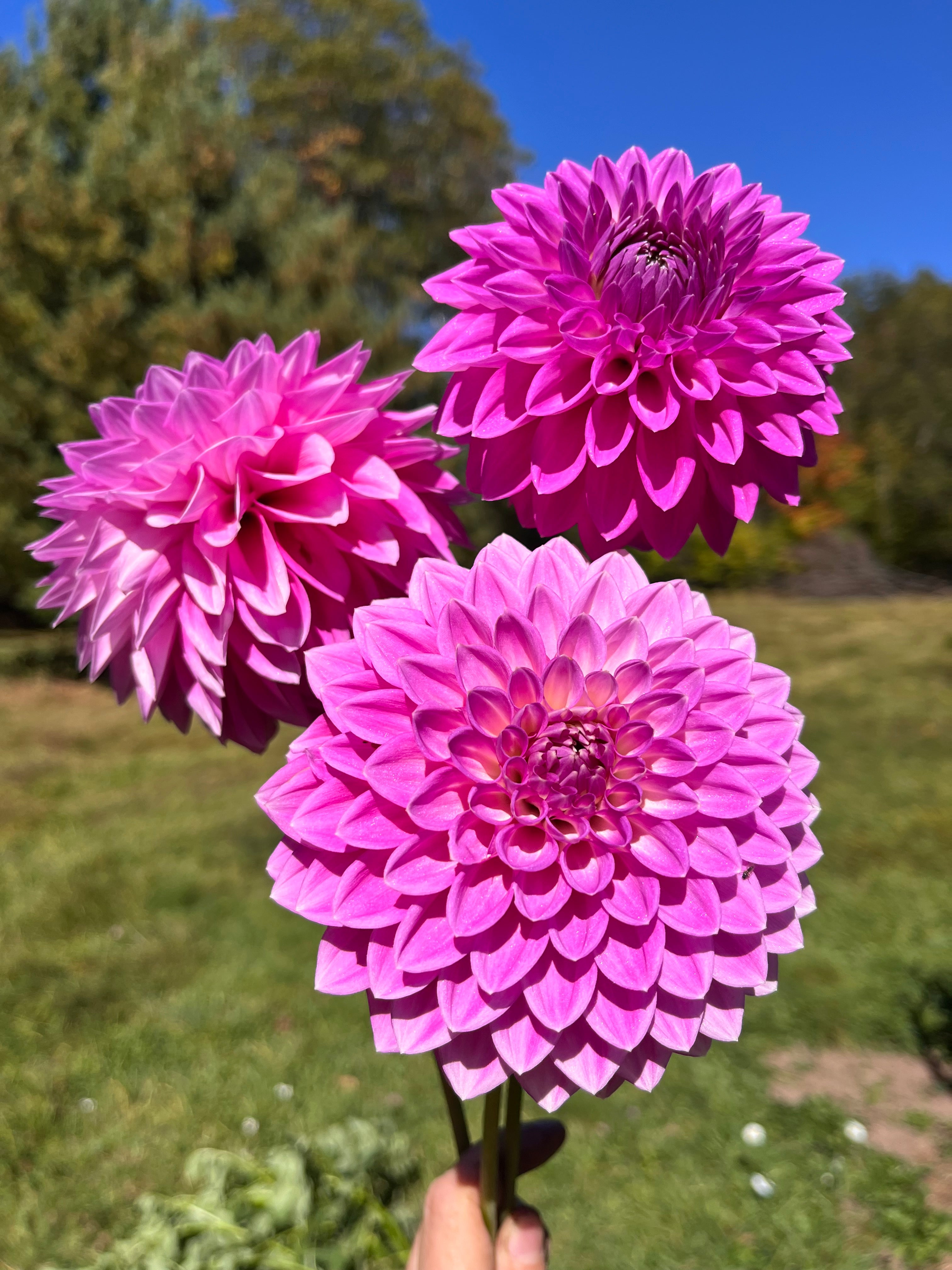 Clearview Neta – Little Bug Gardens