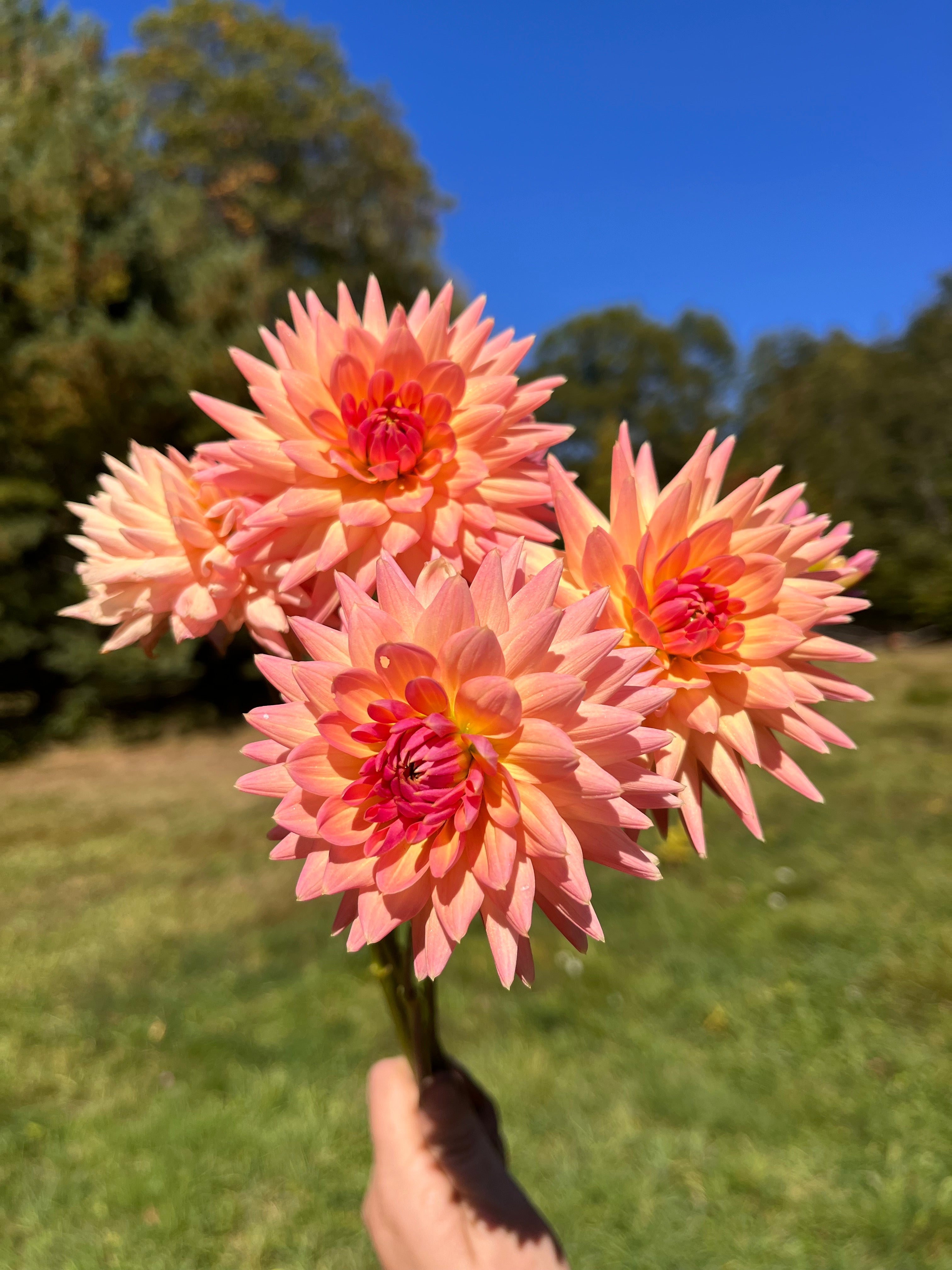 Mary Jo – Little Bug Gardens