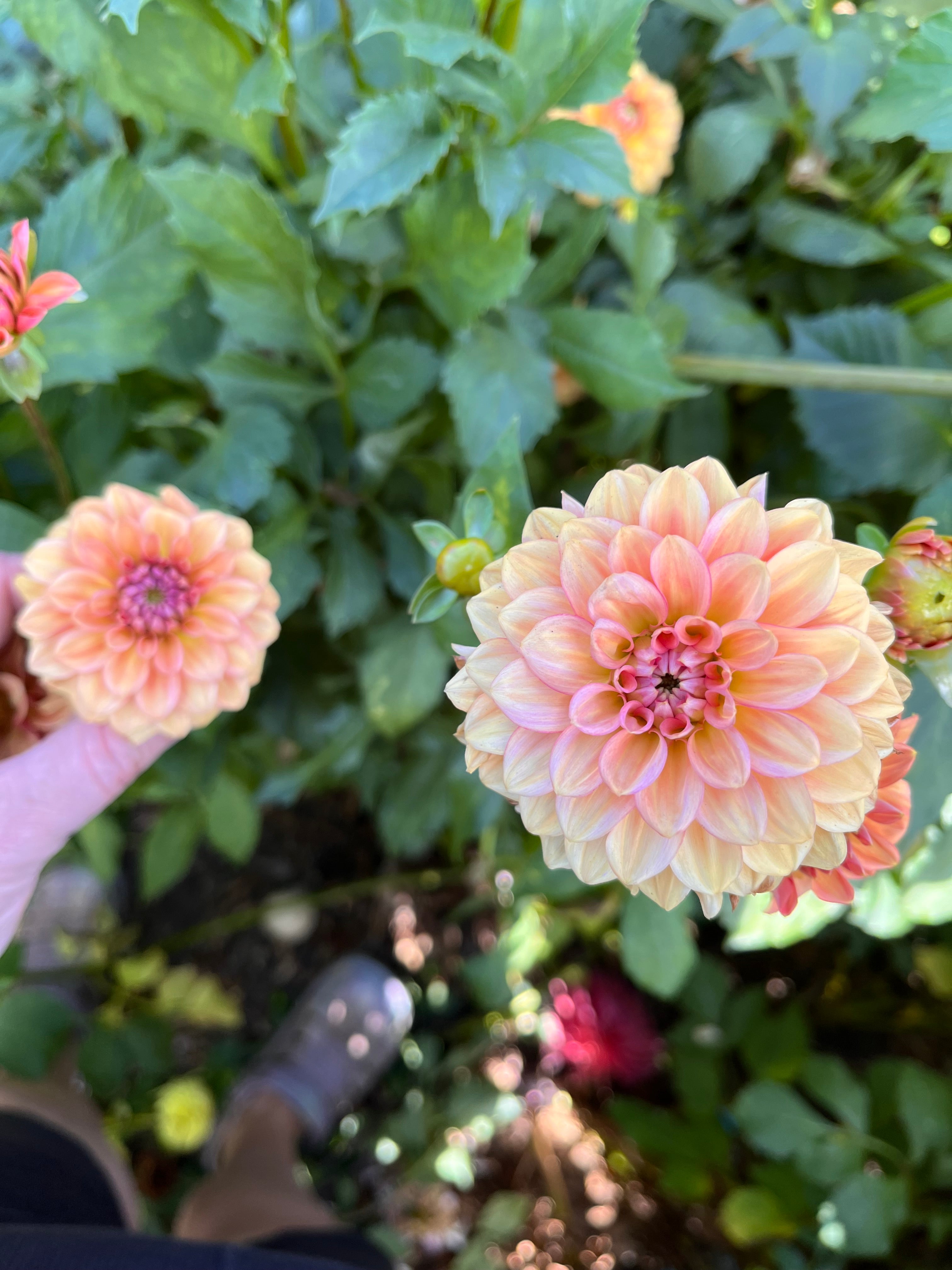 Ice Tea – Little Bug Gardens