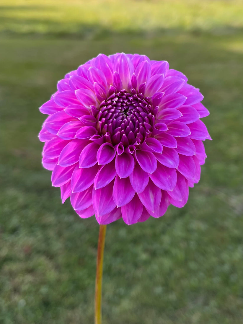 Allen’s Foxy Lady – Little Bug Gardens