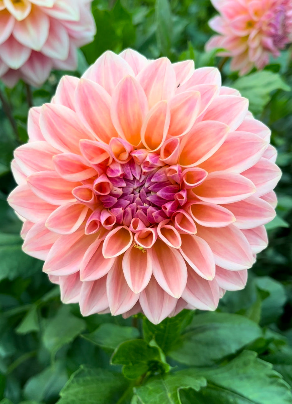 Dahlia Tubers – Little Bug Gardens